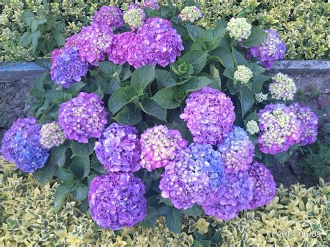 گل وگیاه ناندینا Toward Flowers Nandyna Motel Qu