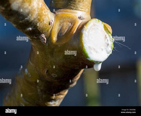 Toxic Milky White Sap Dripping From A Freshly Pruned Plumeria Or Frangipani Tree That Has Had A