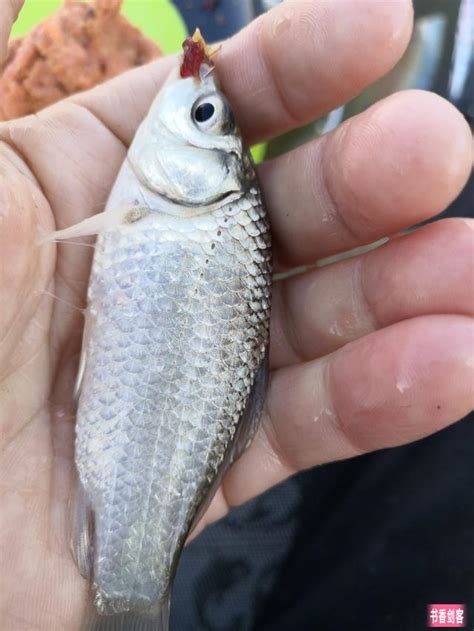 得知群里釣友狂拉鯽魚400多條，當晚我失眠了 每日頭條