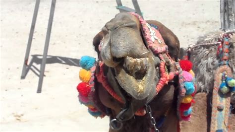 გურმანი აქლემი Youtube