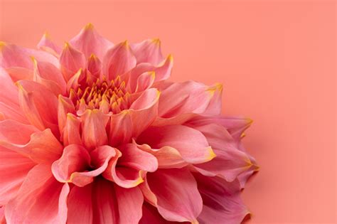 핑크 옐로우 화이트 신선한 달리아 꽃 매크로 사진 핑크 배경 밝은 색상과 노란색 흰색 하이라이트를 강조 하는 컬러그림 어머니의 날 배경 0명에 대한 스톡 사진 및 기타