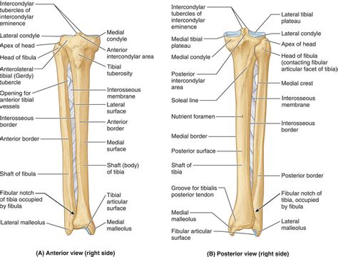 What Is Tibia Bone Writes It S Side Determination Anatomical Position And Features