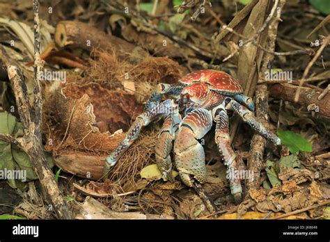 Giant Robber Crab Or Coconut Crab On Christmas Island An Australian