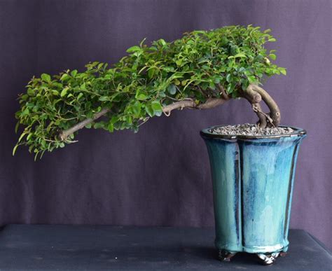 Flowering Sweet Plum Bonsai Treesemi Cascade Stylesageretia Theezans