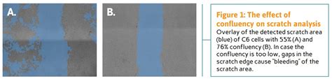 Scratch Assay Protocol Axion Biosystems