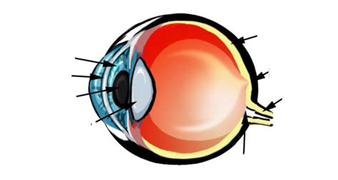 Unit Ap Psych Diagram Quizlet