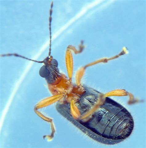 Big Eyed Weevil Eugnamptus Angustatus Bugguide Net