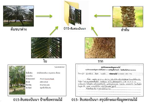 ปาล์มสิบสองปันนา