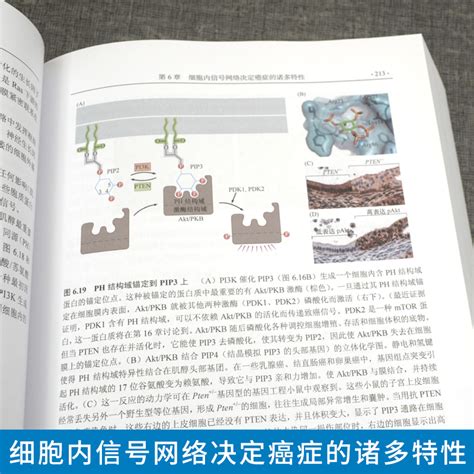 癌生物学原书第二版 Ra温博格詹启敏等译肿瘤生命科学书生命科学专著系列肿瘤癌症生物学遗传学肿瘤研究治疗生物学研究书籍 虎窝淘