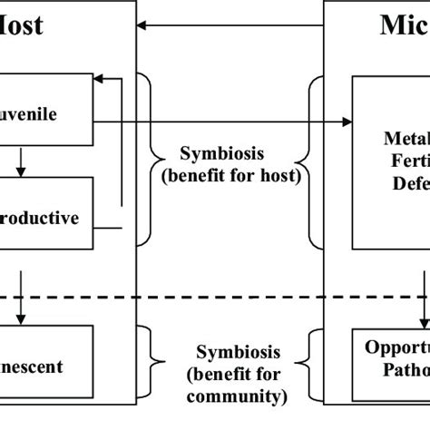 Schematic Representation Of The Coevolution Of Host And Indigenous Download Scientific Diagram