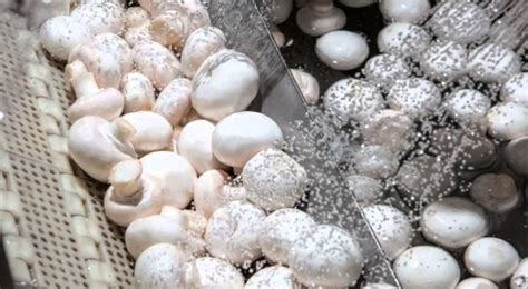 «Համազգային վստահություն խորհուրդ «Առողջ սունկ ընկերություն Youtube