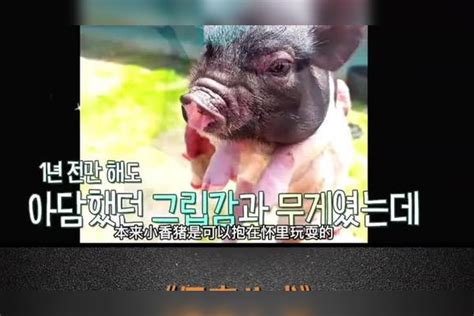 你敢信吗？男子买来一头小佩琪居然半年长成了肥头大耳的猪八戒，这是赚了吗？小佩猪八戒男子