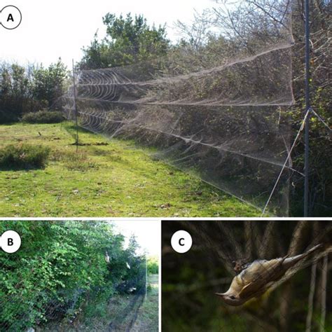 A Erected Mist Net In Cernek Bird Ringing Station B Caught Birds In Download Scientific