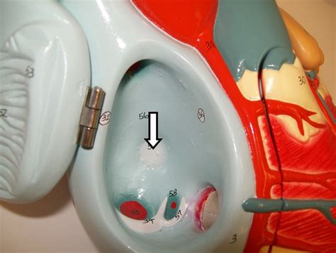 Right Atrium Diagram Quizlet
