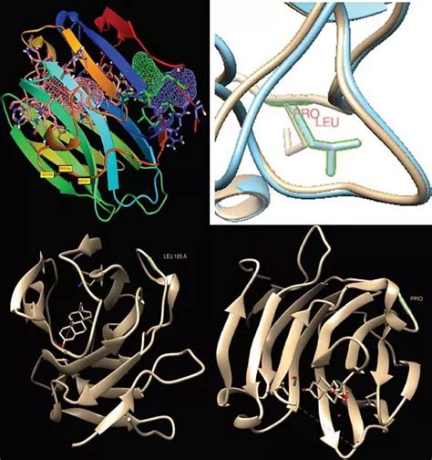 Comprehensive Analysis Of Damage Associated SNPs Of Sex Hormone Binding Globulin Gene