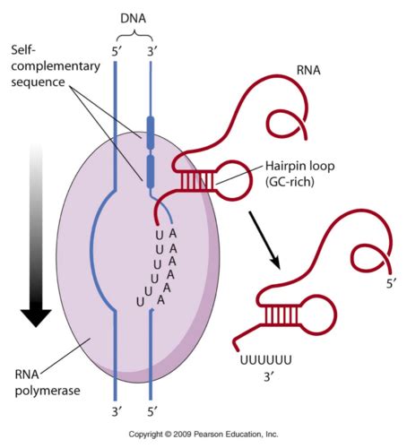 Transcription Of Genes Rna Synthesis And Processing Flashcards Quizlet