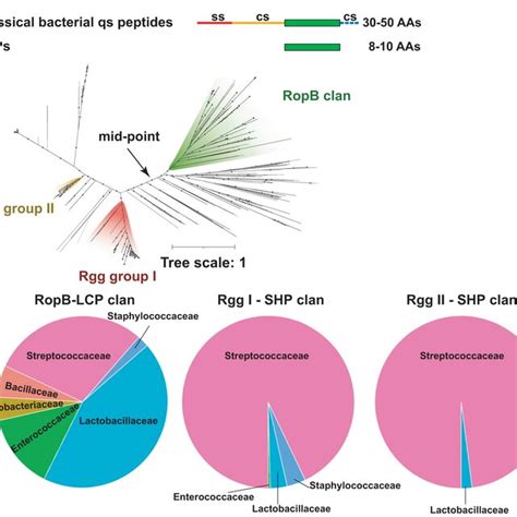 leaderless communication peptide lcp system is broadly distributed a download scientific