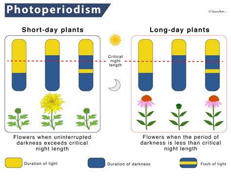 Photoperiodism Definition Meaning And Importance With Diagram