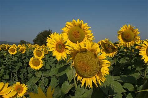 무료 이미지 푸른 노랑 여름 꽃 피는 식물 하늘 들 천식 꽃잎 데이지 가족 해바라기 씨 화분 경치 채식주의 자 음식 요리 야생화 연간 공장