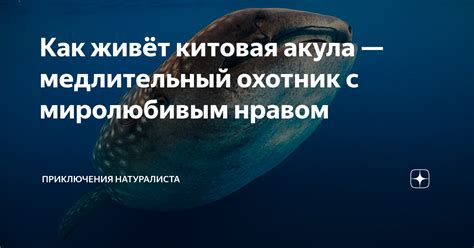 Как живёт китовая акула — медлительный охотник с миролюбивым нравом
