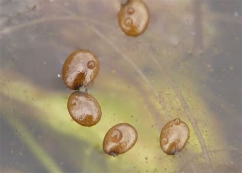 Soaking Seeds Float Or Sink A Guide For Gardeners