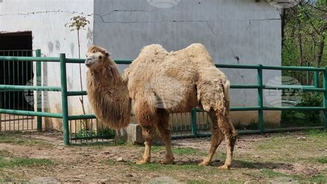 Нови животни посрещат посетителите на зоологическата градина в Ловеч Утро