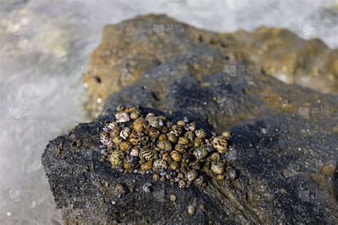 礁石上的贝类它是一种附着在岩石上的海洋生物
