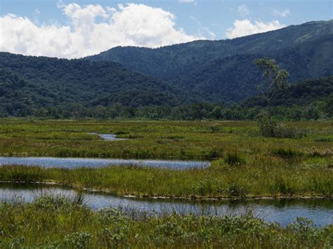 U K Study Touts Flooding Protection Benefits Of Tree Planting