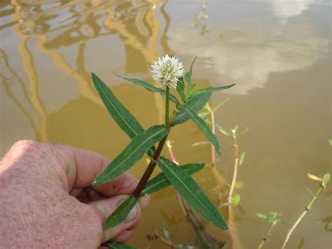 Alligatorweed Outdoor Alabama