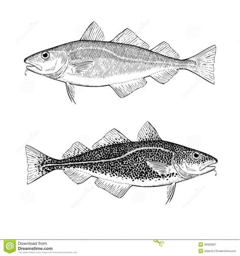 Hand Draw Atlantic Cod Stock Vector Illustration Of Codling 36326697