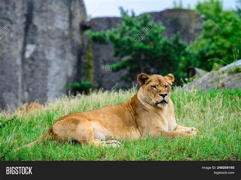 Beautiful Lioness Lies Image And Photo Free Trial Bigstock