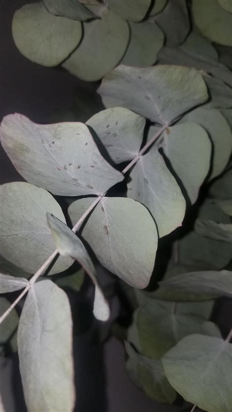 Portland Or Usa Small Pests On Drying Eucalyptus Plant R Whatsthisbug