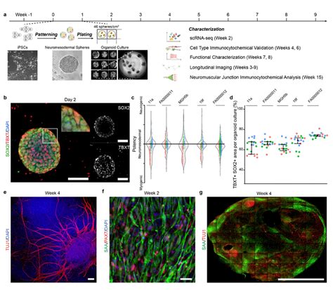 Spheres Containing Neuromesodermal Progenitors Generate Neurons And Download Scientific