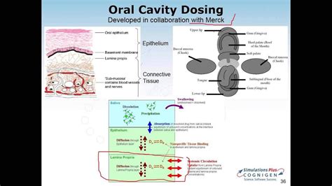 Whats New In Gastroplus Pbpk Modeling V9 0 Youtube
