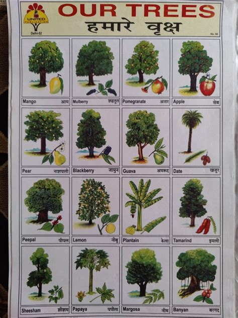 50 Different Types Trees Name In English With Pictures April 2025 Artofit