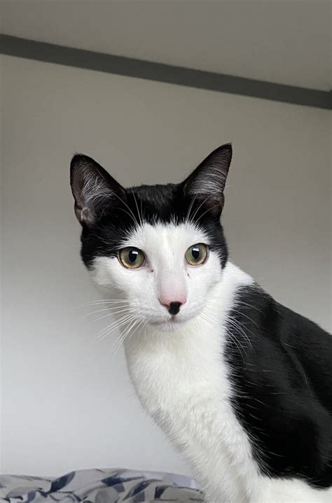 The Führer Enjoys The Rubs Rkitler