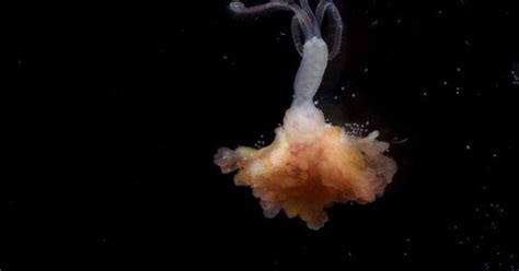 How Zombie Worms Have Sex In Whale Bones