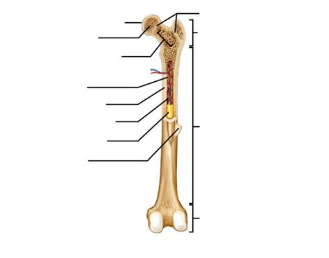 Unit 4 Parts Of Long Bone Diagram Quizlet