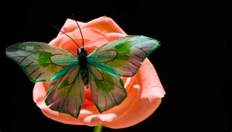 人眼与相机的比较 科学 2025