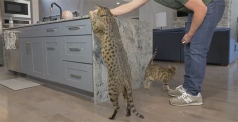 The Tallest House Cat In The World