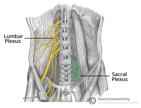The Lumbar Plexus Spinal Nerves Branches Teachmeanatomy