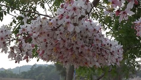 ข่าว Like สาระ ดอกกัลปพฤกษ์ สีชมพูบานสะพรั่ง รับนักท่องเที่ยวบนเขาใหญ่