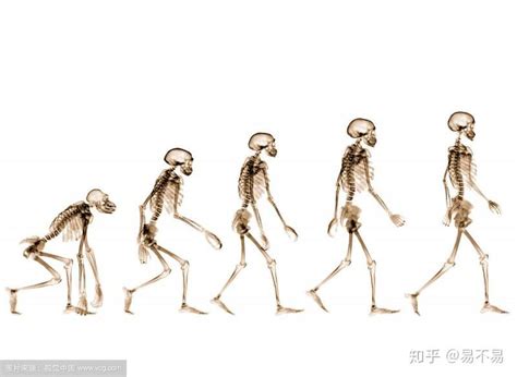 简明人类进化史 知乎