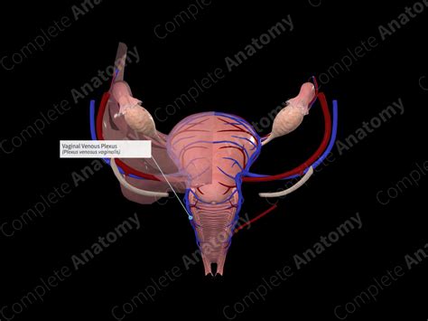 Vaginal Venous Plexus Complete Anatomy