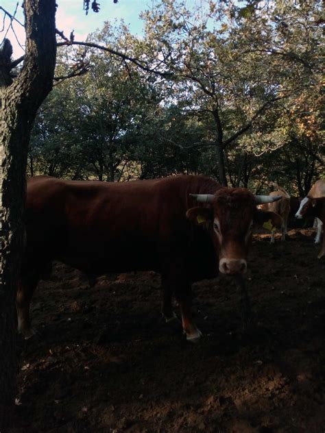 Greek Red Bovine Race ΕΛΛΗΝΙΚΗ ΚΟΚΚΙΝΗ ΦΥΛΗ ΣΥΝΔΕΣΜΟΣ ΘΕΣΣΑΛΟΝΙΚΗΣ