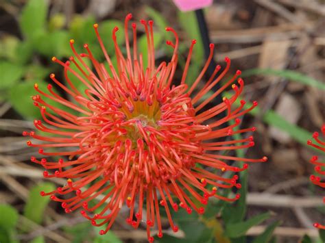 Leucospermum Cordifolium 1 28 November 2011