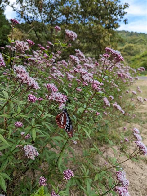 灰ヶ峰公園のアサギマダラ 日刊わしら HIROSHIMA DAILY WASHIRA