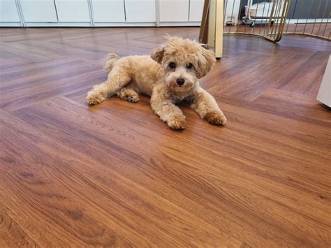 말티푸 쿠키 포메라니안성격 말티즈성격 말티푸성격 푸들성격 먼치킨성격 랙돌성격 브리티쉬숏헤어성격 스코티쉬폴드성격 러시안블루성격 강아지성격 고양이성격 털안빠지는비숑프리제 털안