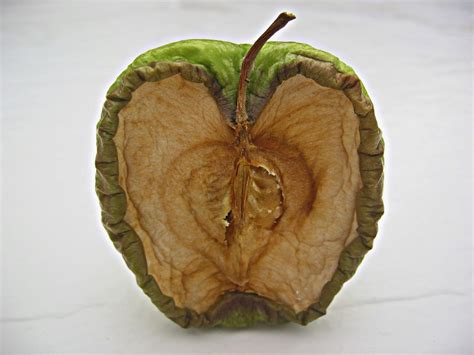 Decompose Food