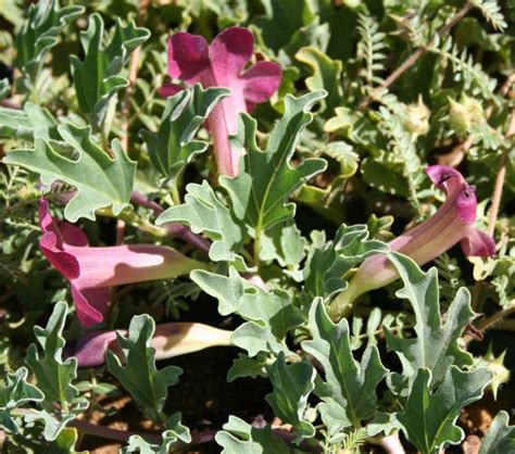 Devils Claw Herbology Herbs